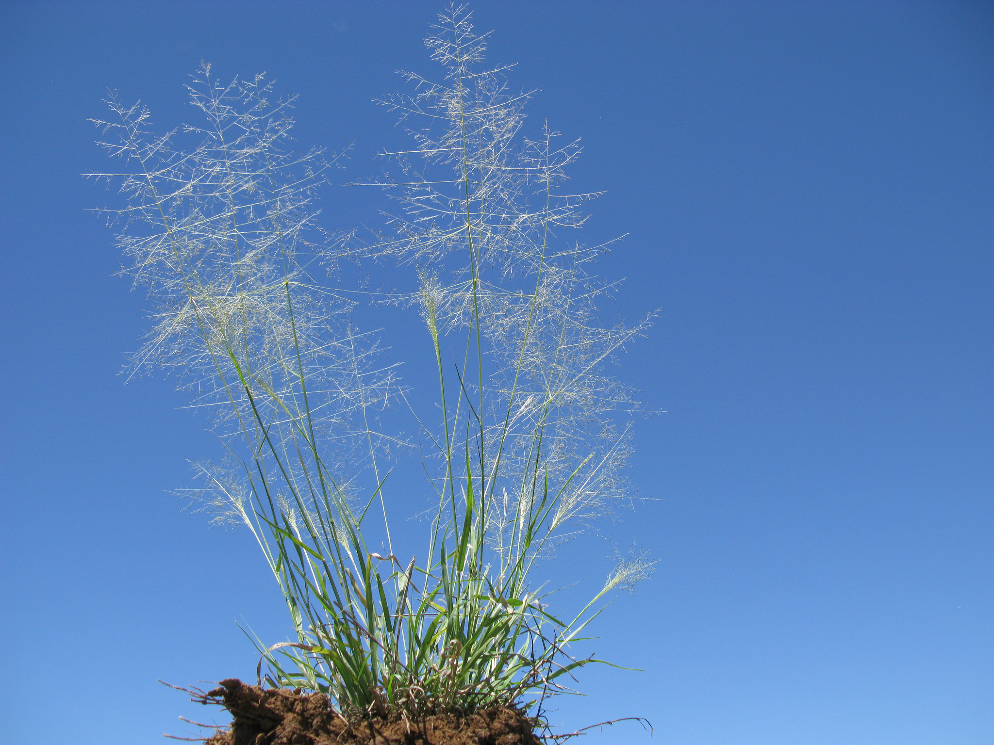 Yakka Grass Grasslands